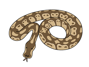 Snake clipart. Free download transparent .PNG | Creazilla