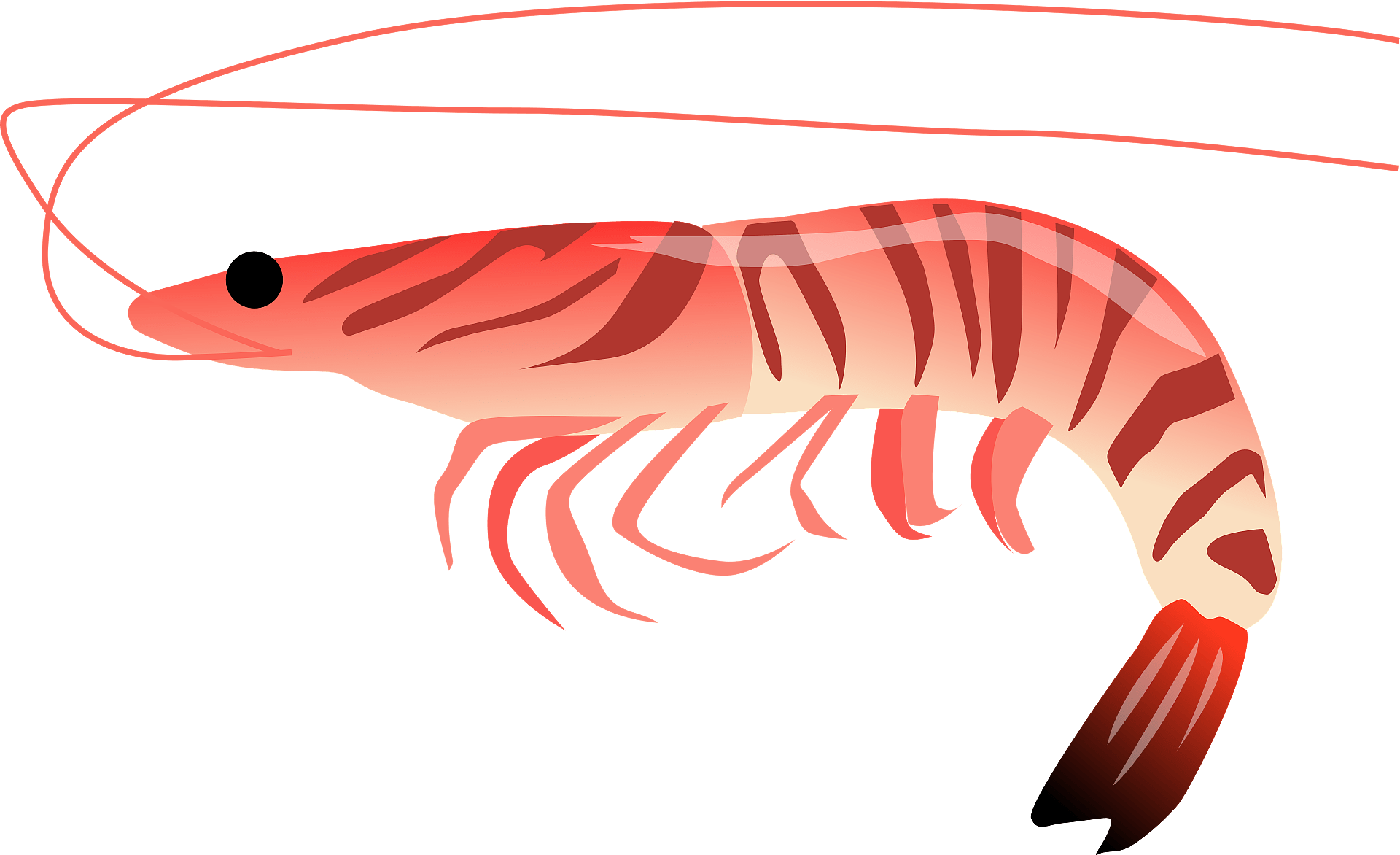 Krill Clipart