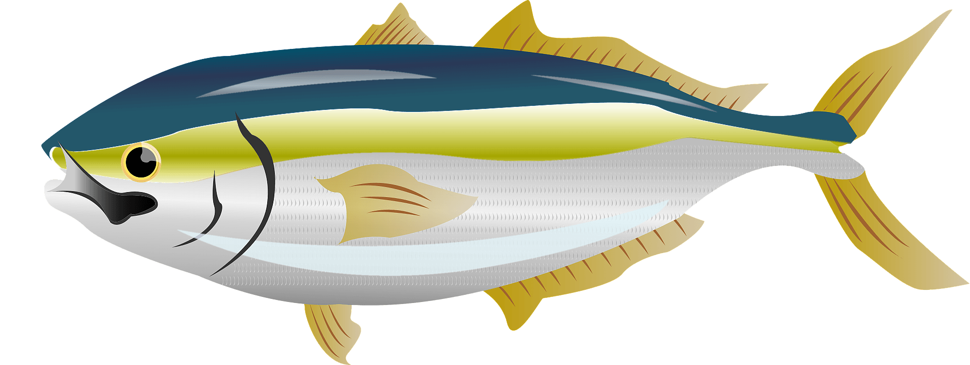 Yellowtail Amberjack