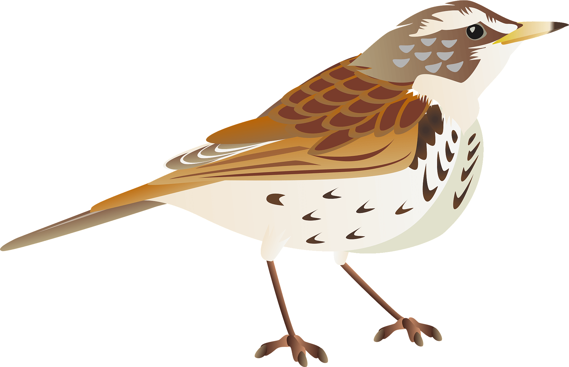 Thrush Bird Logo