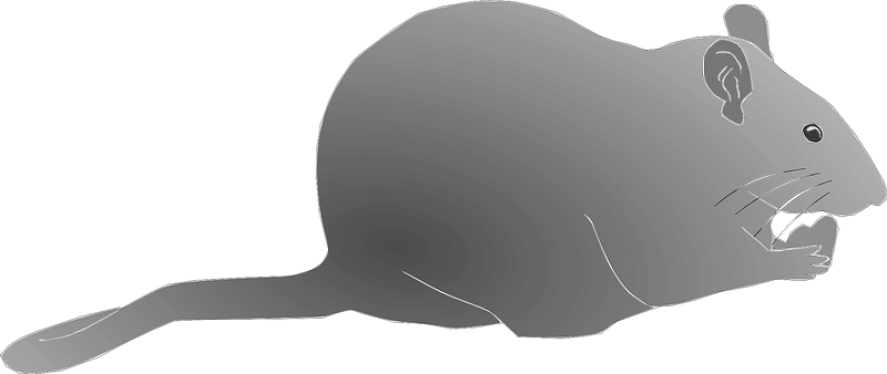 Rat clipart. Free download transparent .PNG | Creazilla
