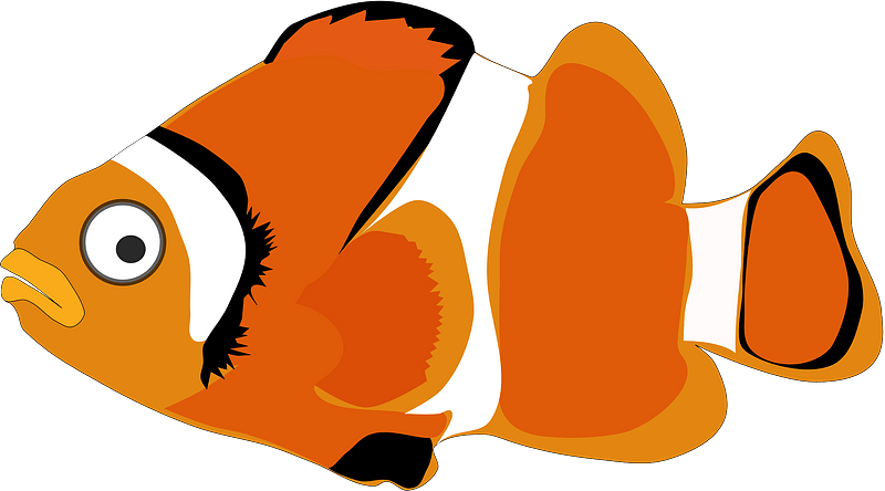 Clownfish clipart. Free download transparent .PNG | Creazilla