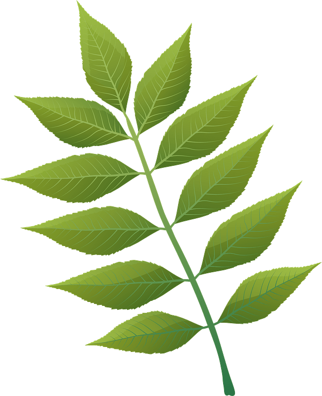 European ash summer leaf clipart. Free download transparent .PNG ...