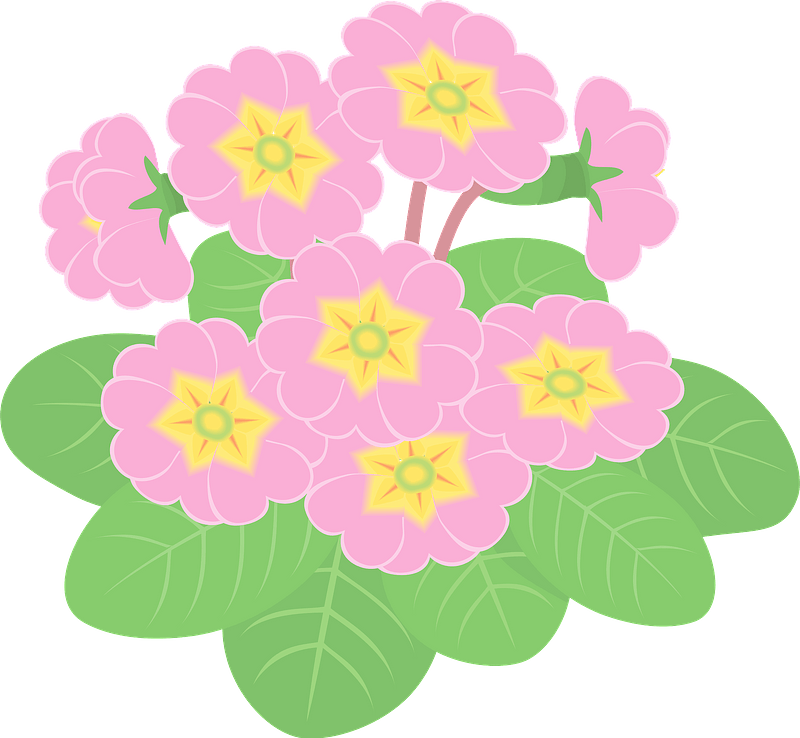 Primrose flowers - Free vector clipart images on creazilla.com
