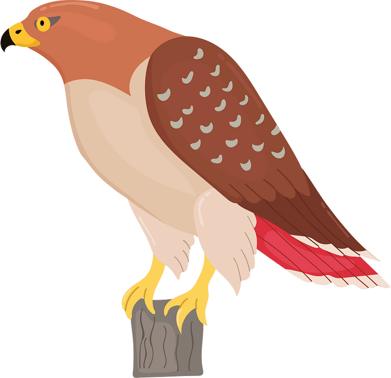 Red-tailed hawk clipart. Free download transparent .PNG | Creazilla