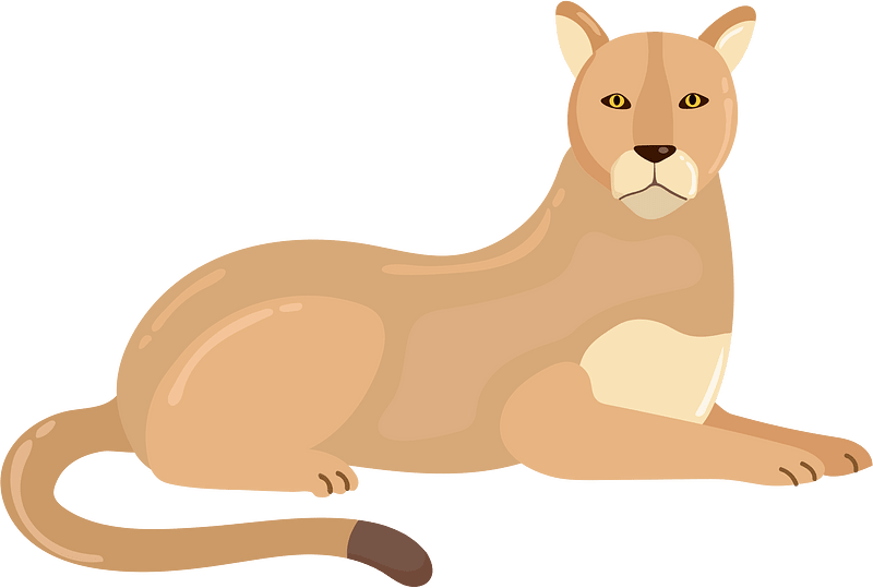 Florida panther clipart. Free download transparent .PNG | Creazilla