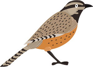 Cactus wren - Free vector clipart images on creazilla.com