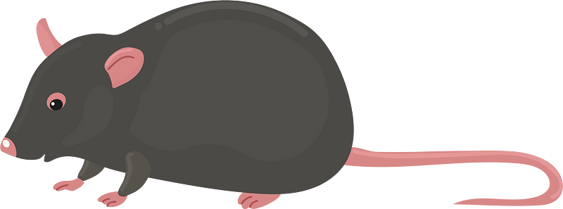Black rat clipart. Free download transparent .PNG | Creazilla