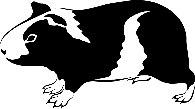 Guinea Pig - Free vector clipart images on creazilla.com