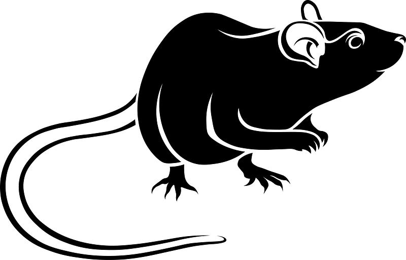 Rat - Free vector clipart images on creazilla.com