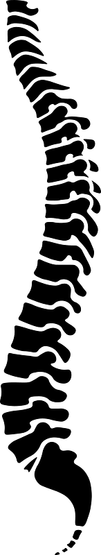 Spine clipart. Free download transparent .PNG | Creazilla