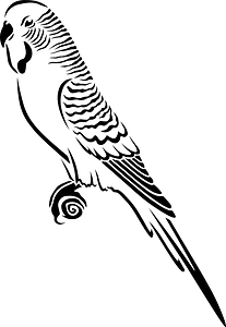 Budgie - Free vector clipart images on creazilla.com