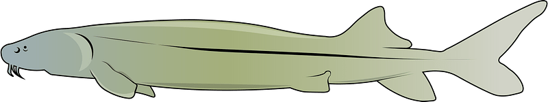 White sturgeon (Acipenser transmontanus) - Free vector clipart images ...