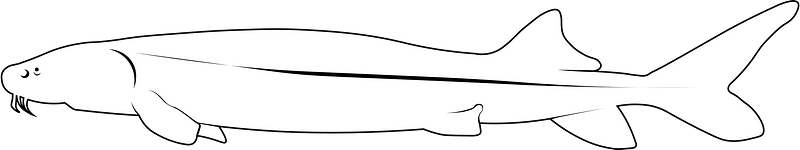 White sturgeon (Acipenser transmontanus) clipart. Free download ...