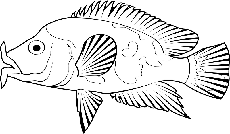 Red devil cichlid (Amphilophus labiatus) - Free vector clipart images ...