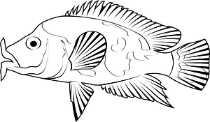 Red devil cichlid (Amphilophus labiatus) - Free vector clipart images ...