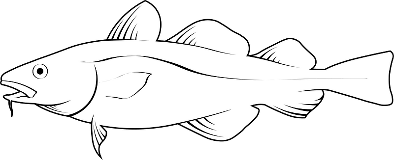 Pacific cod (Gadus macrocephalus) - Free vector clipart images on ...