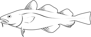Pacific cod (Gadus macrocephalus) - Free vector clipart images on ...