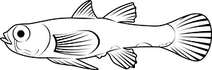 Dwarf pygmy goby (Pandaka pygmaea) - Free vector clipart images on ...
