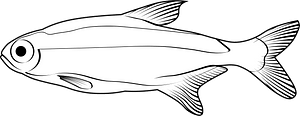 Cardinal tetra (Paracheirodon axelrodi) - Free vector clipart images on ...