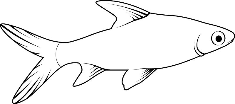 Bala shark (Balantiocheilos melanopterus) - Free vector clipart images ...