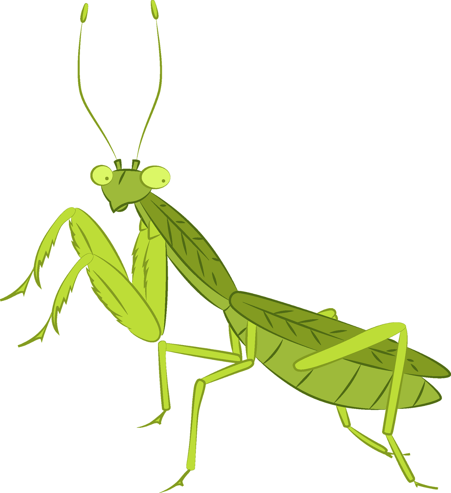 Cartoon Praying Mantis