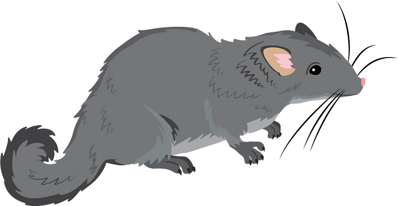 Laotian rock rat - Free vector clipart images on creazilla.com