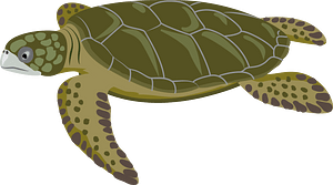 Flatback sea turtle - Free vector clipart images on creazilla.com