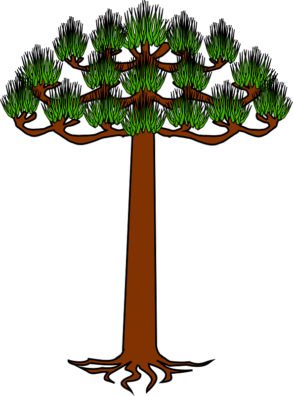 Pine Tree Roots Clip Art