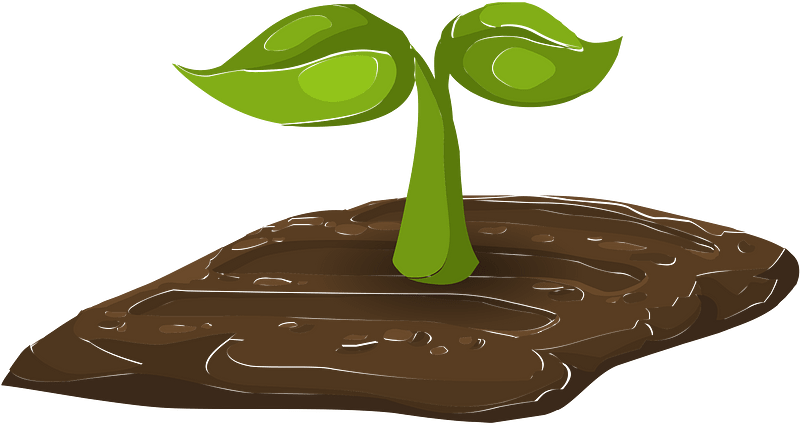 Sapling clipart. Free download transparent .PNG | Creazilla