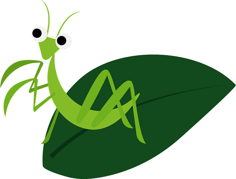 Mantis Insect on a leaf clipart. Free download transparent .PNG | Creazilla