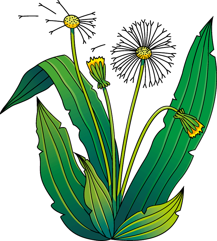 Dandelion clipart. Free download transparent .PNG | Creazilla