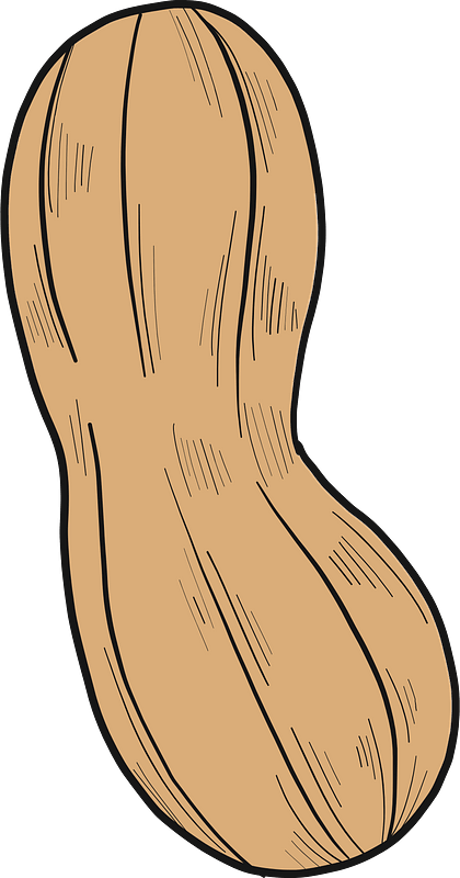 Peanut - Free vector clipart images on creazilla.com