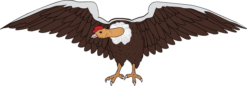 Condor clipart. Free download transparent .PNG | Creazilla