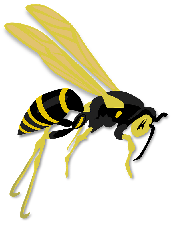Flying Wasp clipart. Free download transparent .PNG | Creazilla