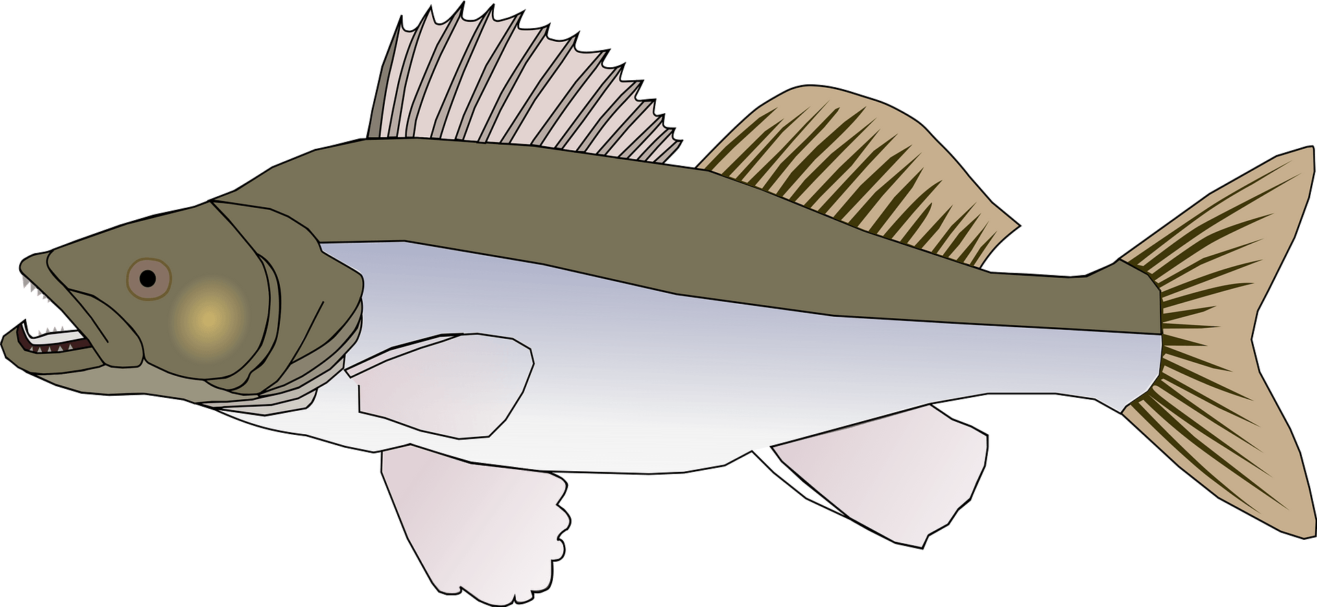 Walleye Fish Clip Art