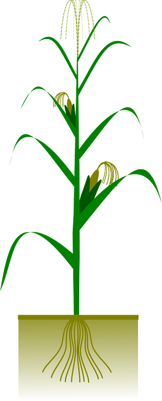 Maize Plant clipart. Free download transparent .PNG | Creazilla