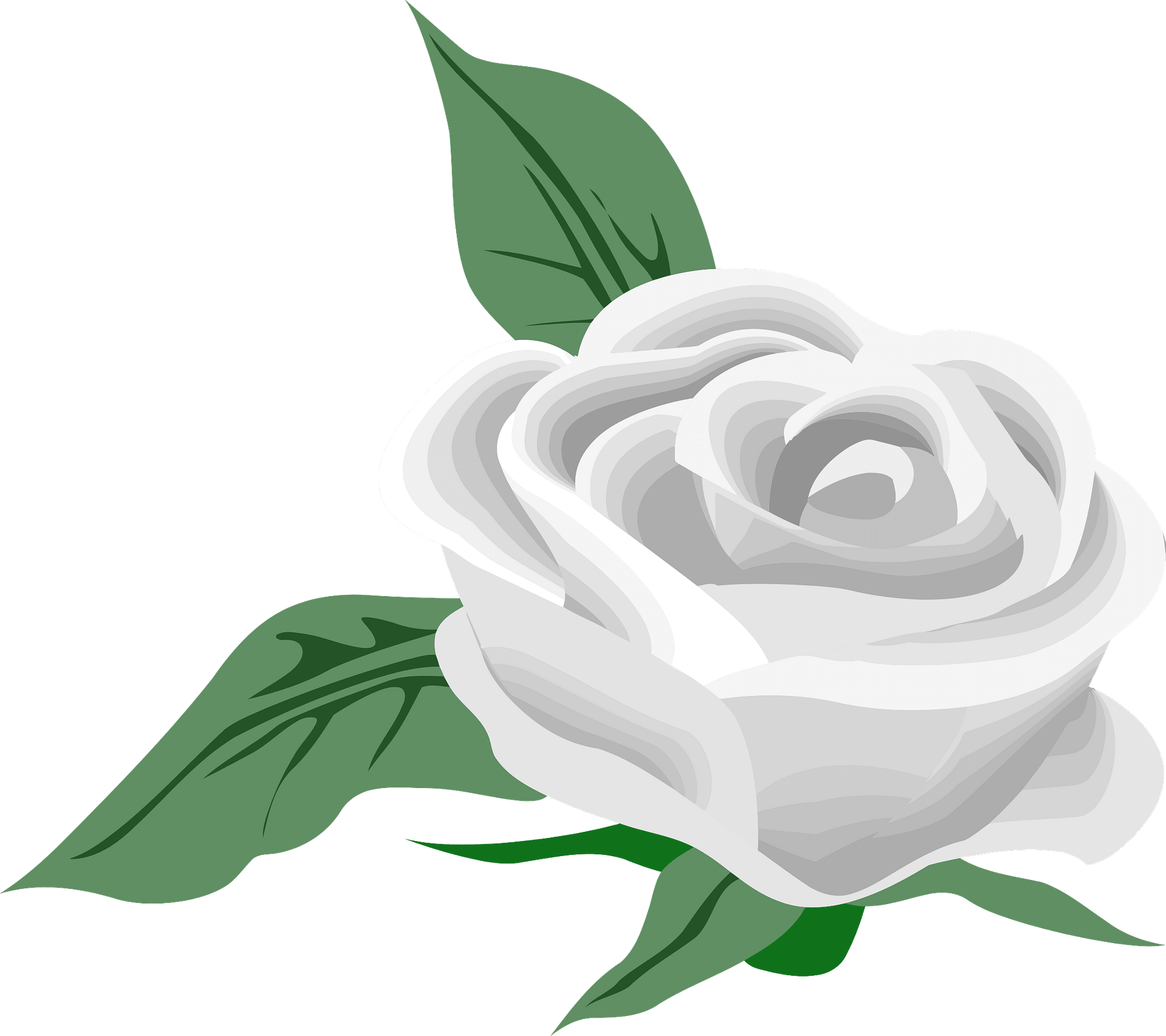 Animated White Rose