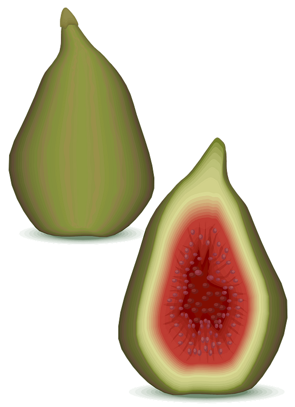 Figs - Free vector clipart images on creazilla.com