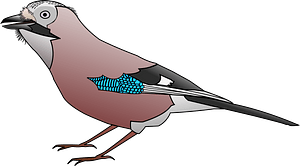 Jay - Free vector clipart images on creazilla.com