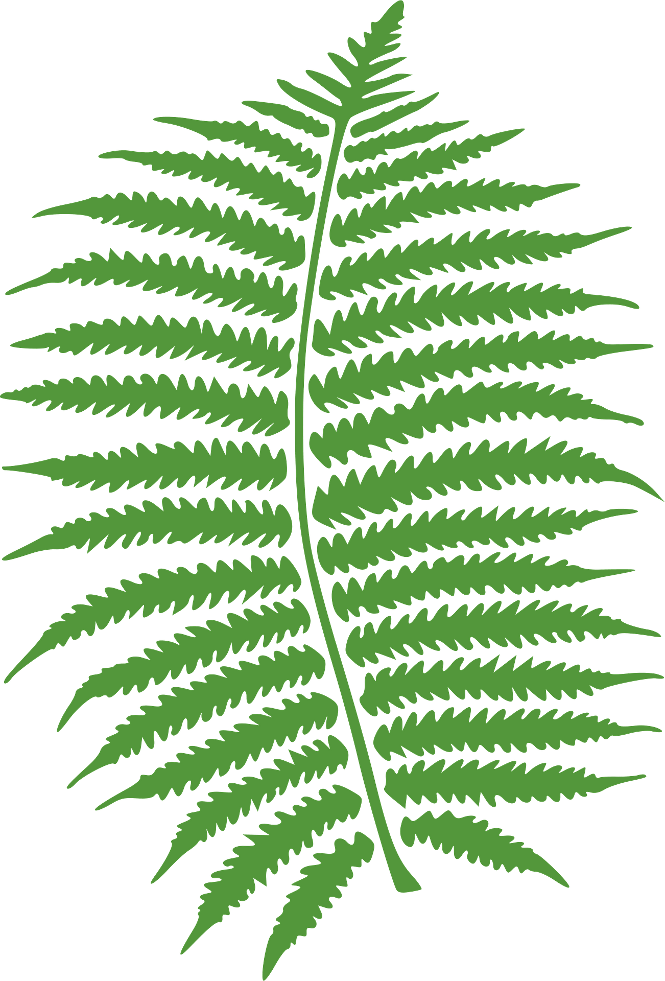 Fern Drawing Clipart