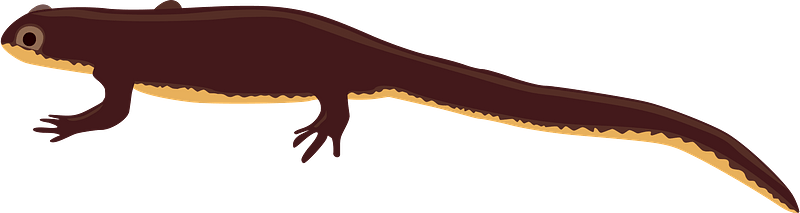 Newt - Free vector clipart images on creazilla.com