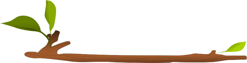 Branch clipart. Free download transparent .PNG | Creazilla