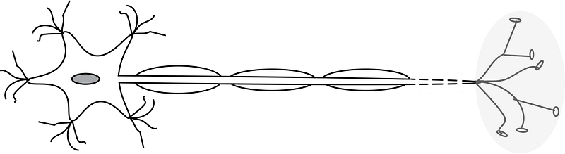 Motor Neuron Unlabelled