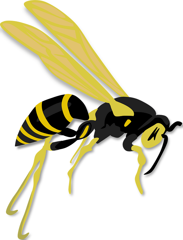 Wasp clipart. Free download transparent .PNG | Creazilla