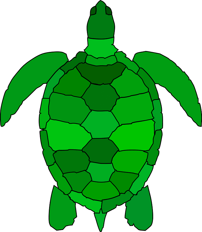 Turtle clipart. Free download transparent .PNG | Creazilla