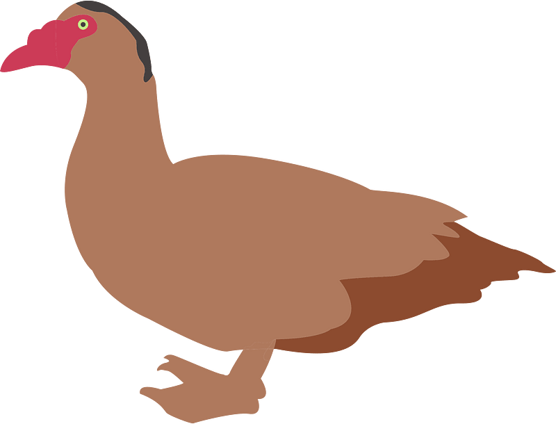 Ducks - Free vector clipart images on creazilla.com