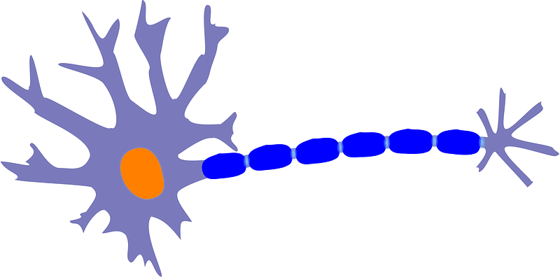 Neuron clipart. Free download transparent .PNG | Creazilla