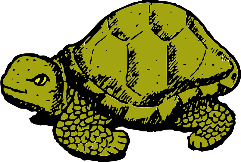 Tortoise clipart. Free download transparent .PNG | Creazilla