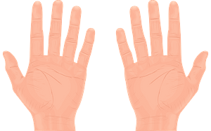 Hands - Free vector clipart images on creazilla.com